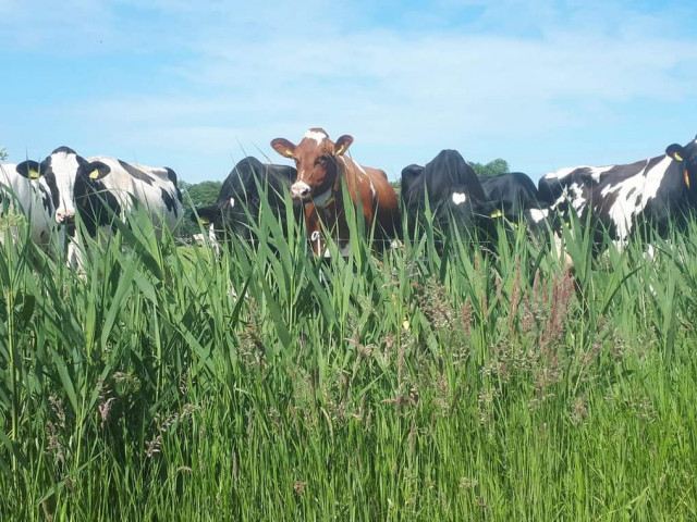 De Boer op Noord - NME de Naturij
